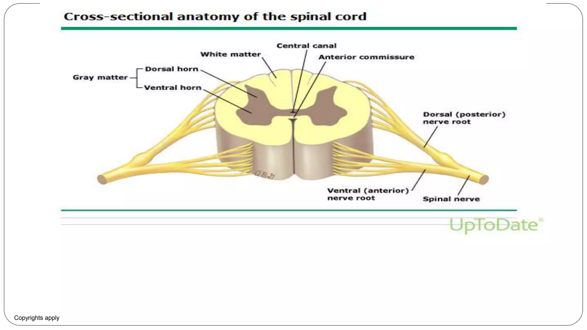 Spinal cord anatomy | PPTX