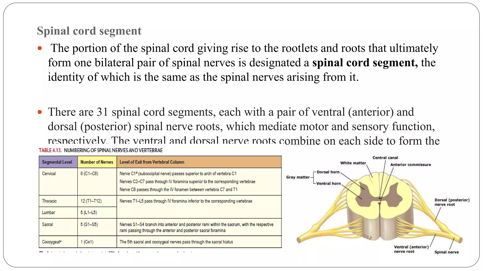 Spinal cord anatomy | PPTX