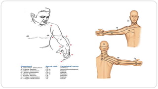Spinal cord anatomy | PPTX