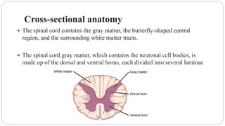Spinal cord anatomy | PPTX