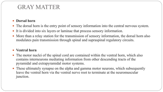 Spinal cord anatomy | PPTX
