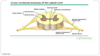Spinal cord anatomy | PPTX