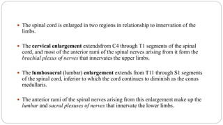 Spinal cord anatomy | PPTX
