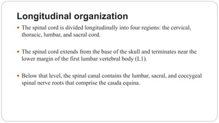 Spinal cord anatomy | PPTX