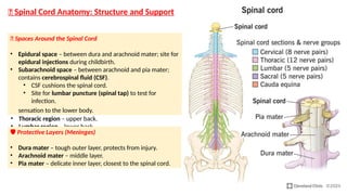 Comprehensive Overview of Spinal Cord Anatomy and Neural Physiology | PPTX