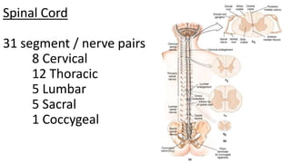 Spinal cord and spinal nerves | PPTX