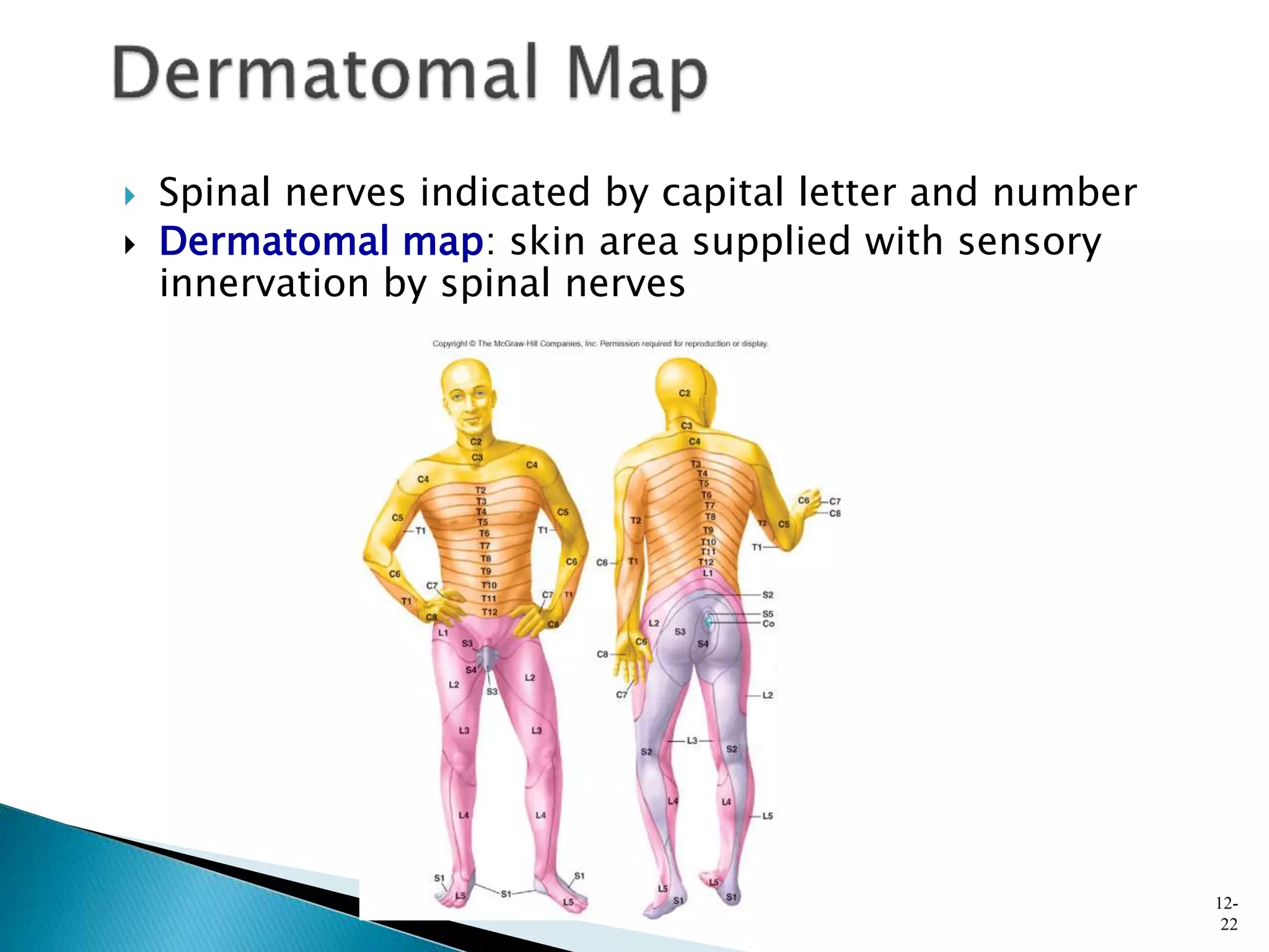 spinal cord and spinal nerves.ppt