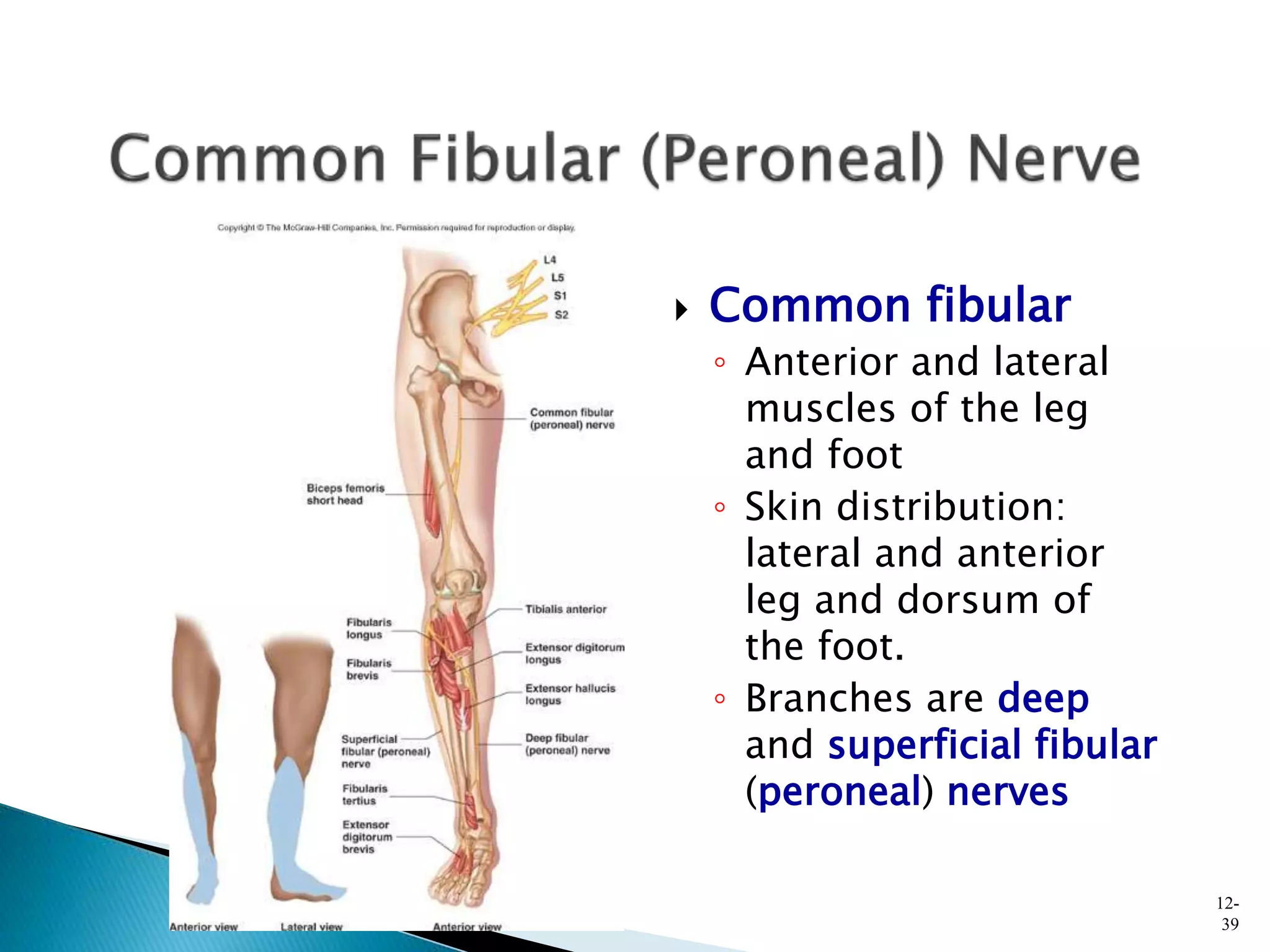 spinal cord and spinal nerves.ppt