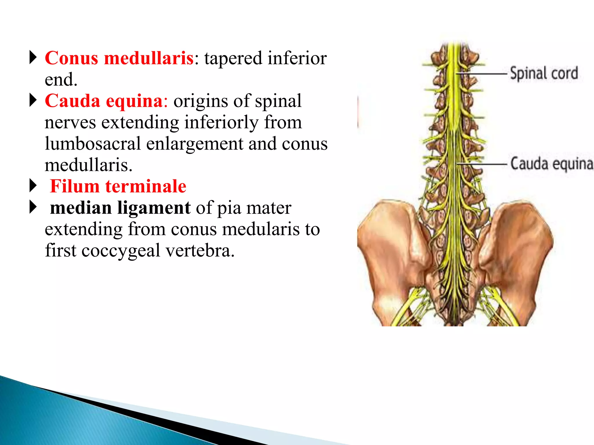 spinal cord and spinal nerves.ppt