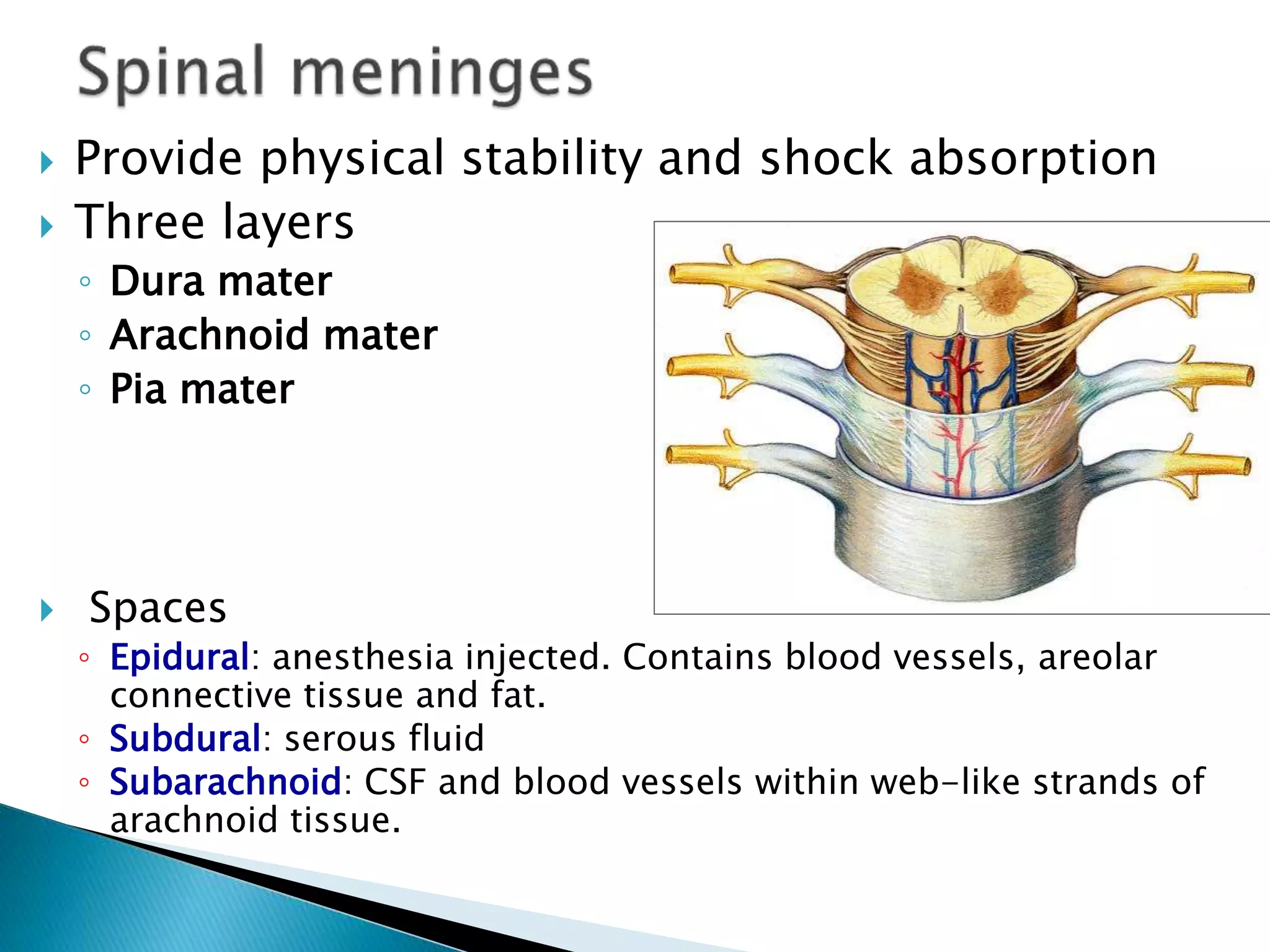 spinal cord and spinal nerves.ppt
