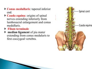 spinal cord and spinal nerves.ppt