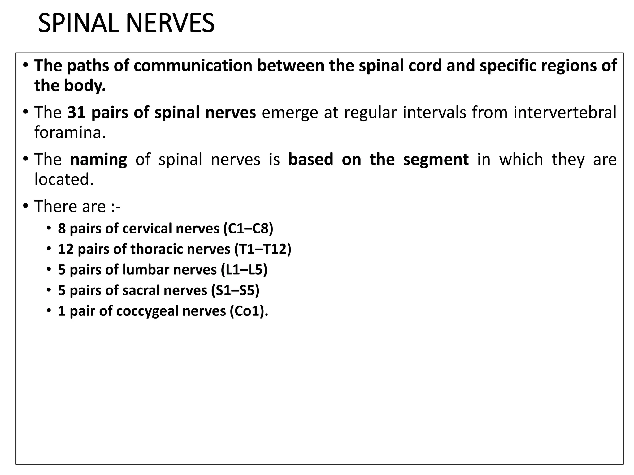 Spinal cord and spinal nerves | PPTX
