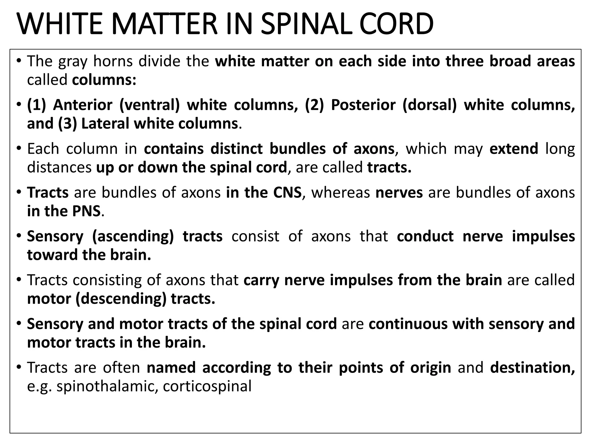 Spinal cord and spinal nerves | PPTX