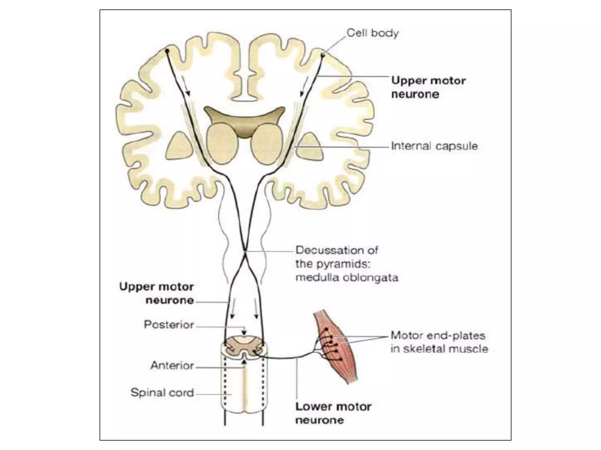 Spinal cord and spinal nerves | PPTX
