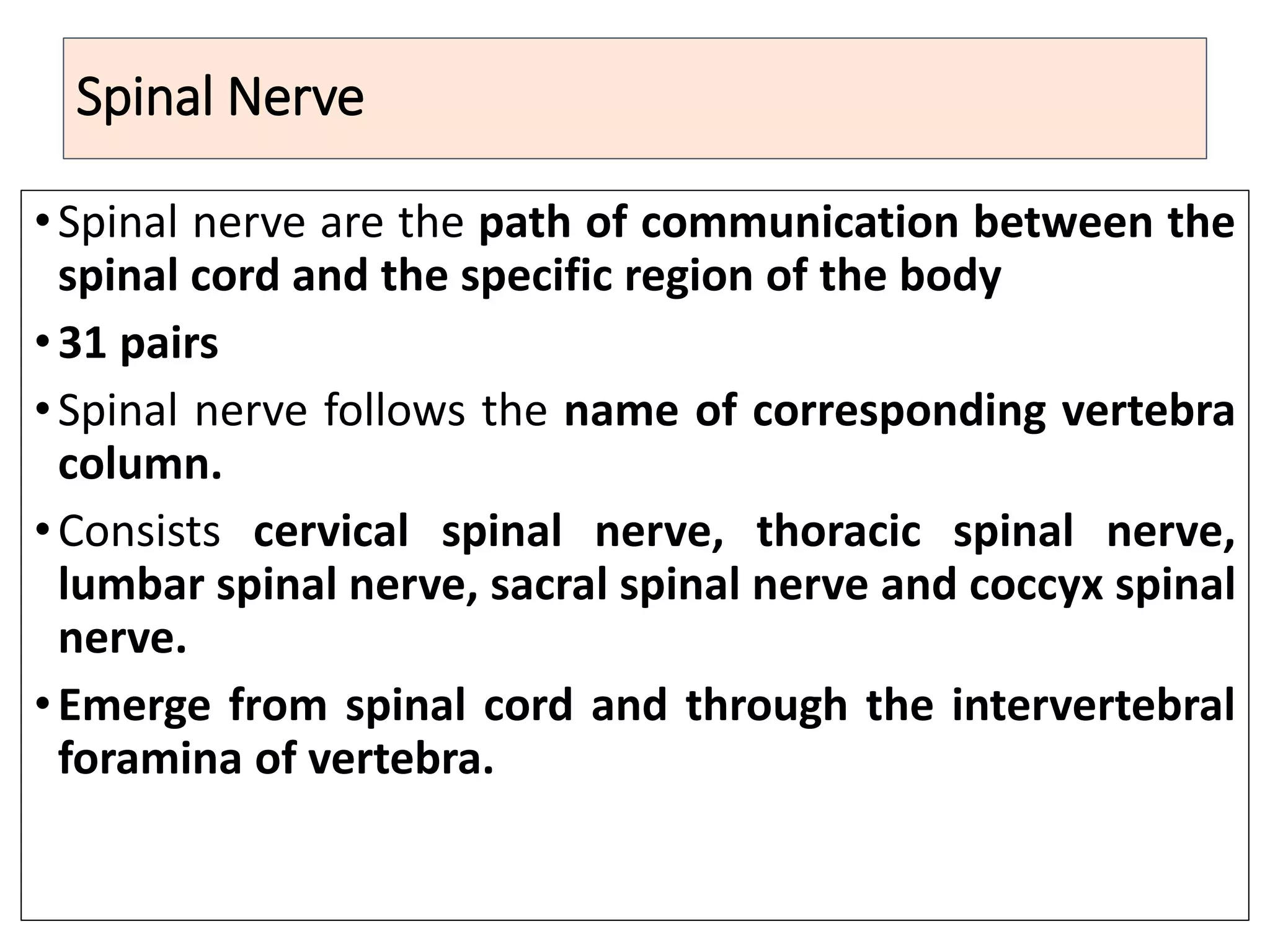 Spinal cord and spinal nerves | PPTX