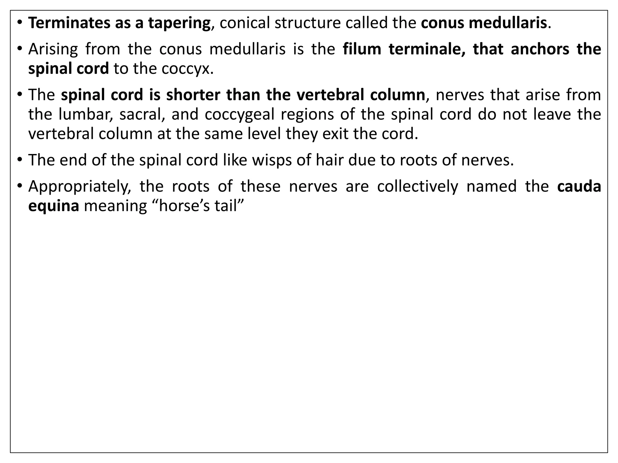 Spinal cord and spinal nerves | PPTX