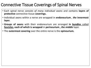 Spinal cord and spinal nerves | PPTX