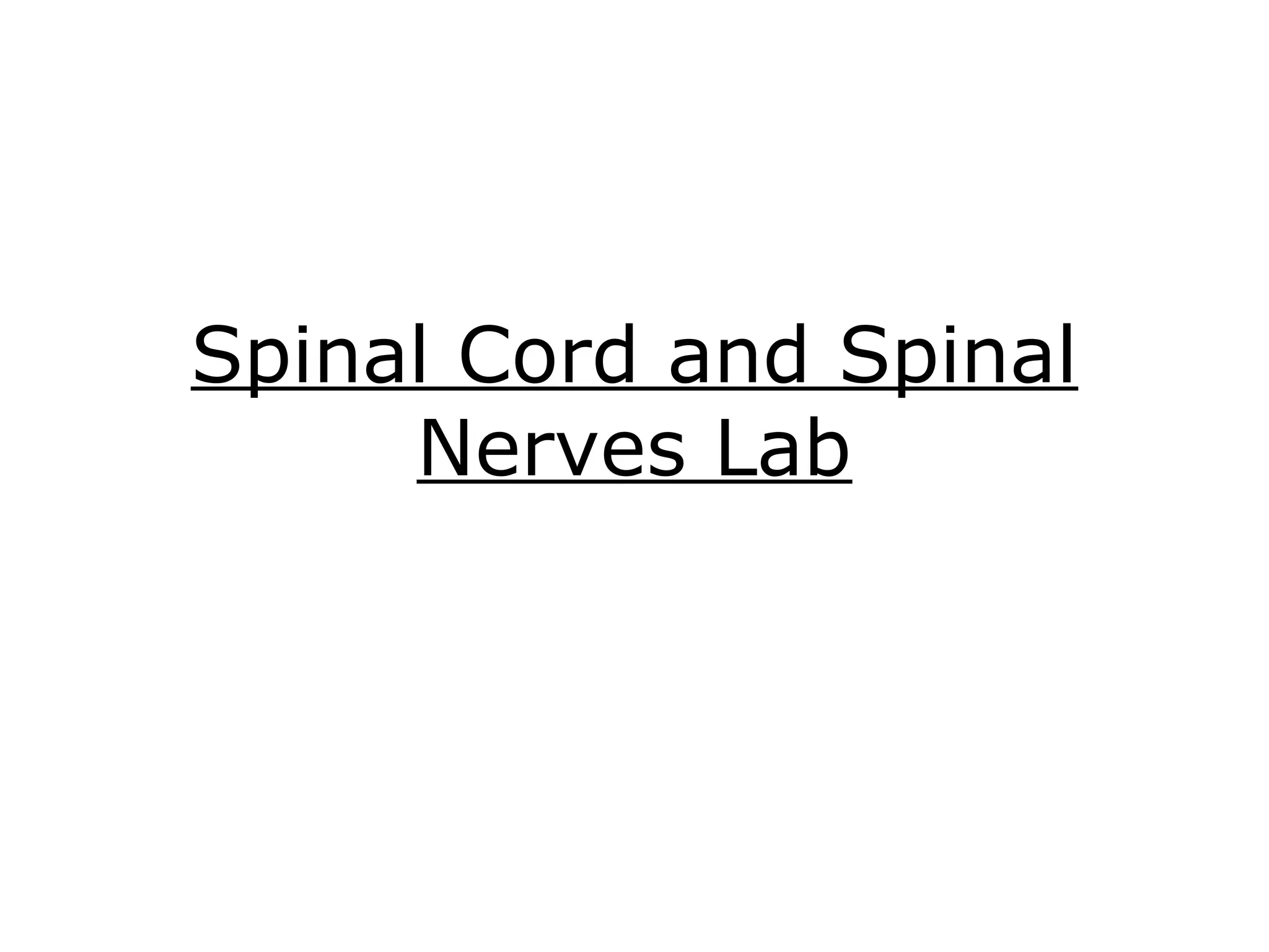 Spinal cord and spinal nerves lab | PPT