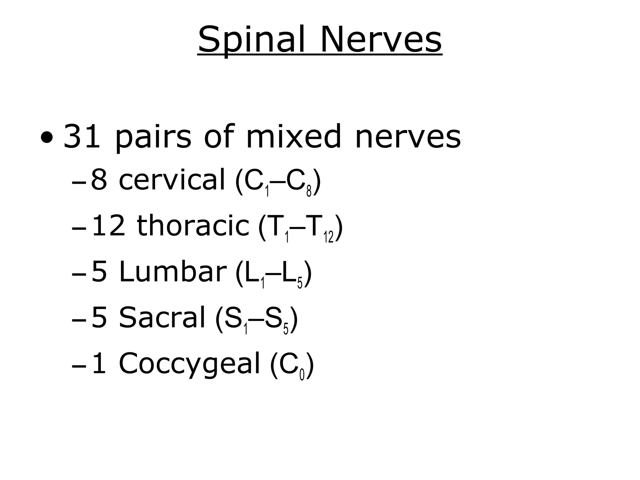 Spinal cord and spinal nerves lab | PPT
