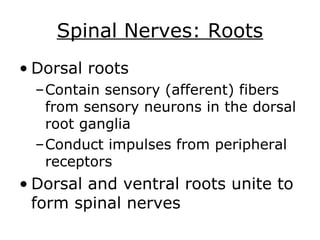 Spinal cord and spinal nerves lab | PPT