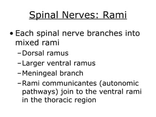Spinal cord and spinal nerves lab | PPT