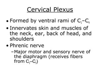 Spinal cord and spinal nerves lab | PPT