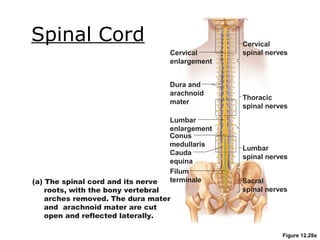 Spinal cord and spinal nerves lab | PPT