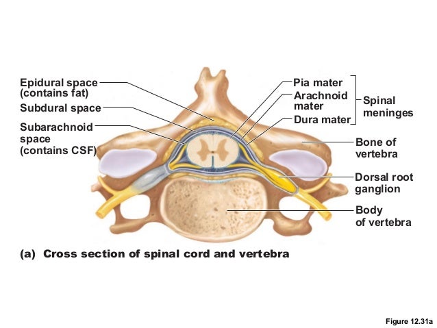 Spinal cord and spinal nerves lab