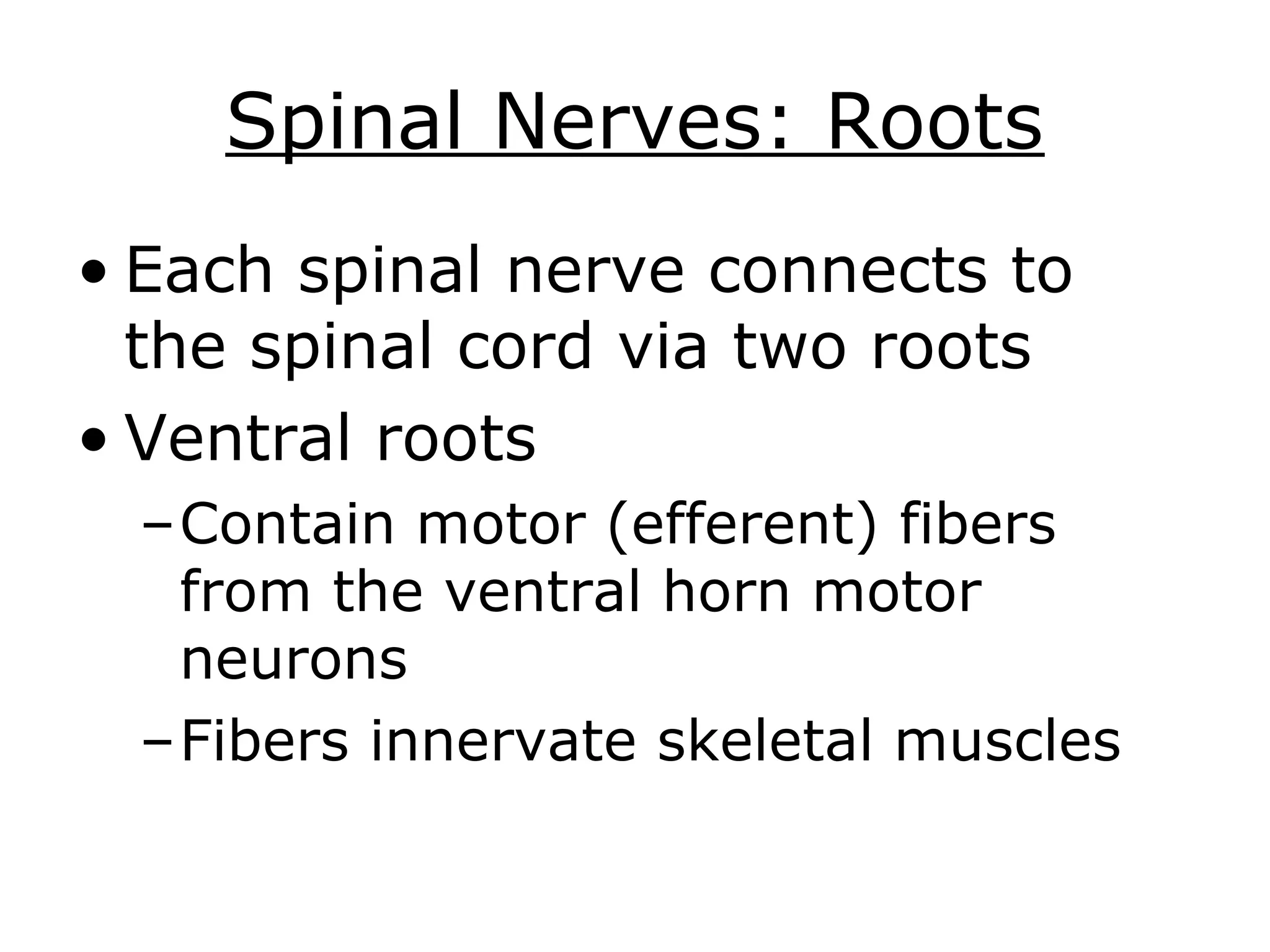 Spinal cord and spinal nerves lab | PPT