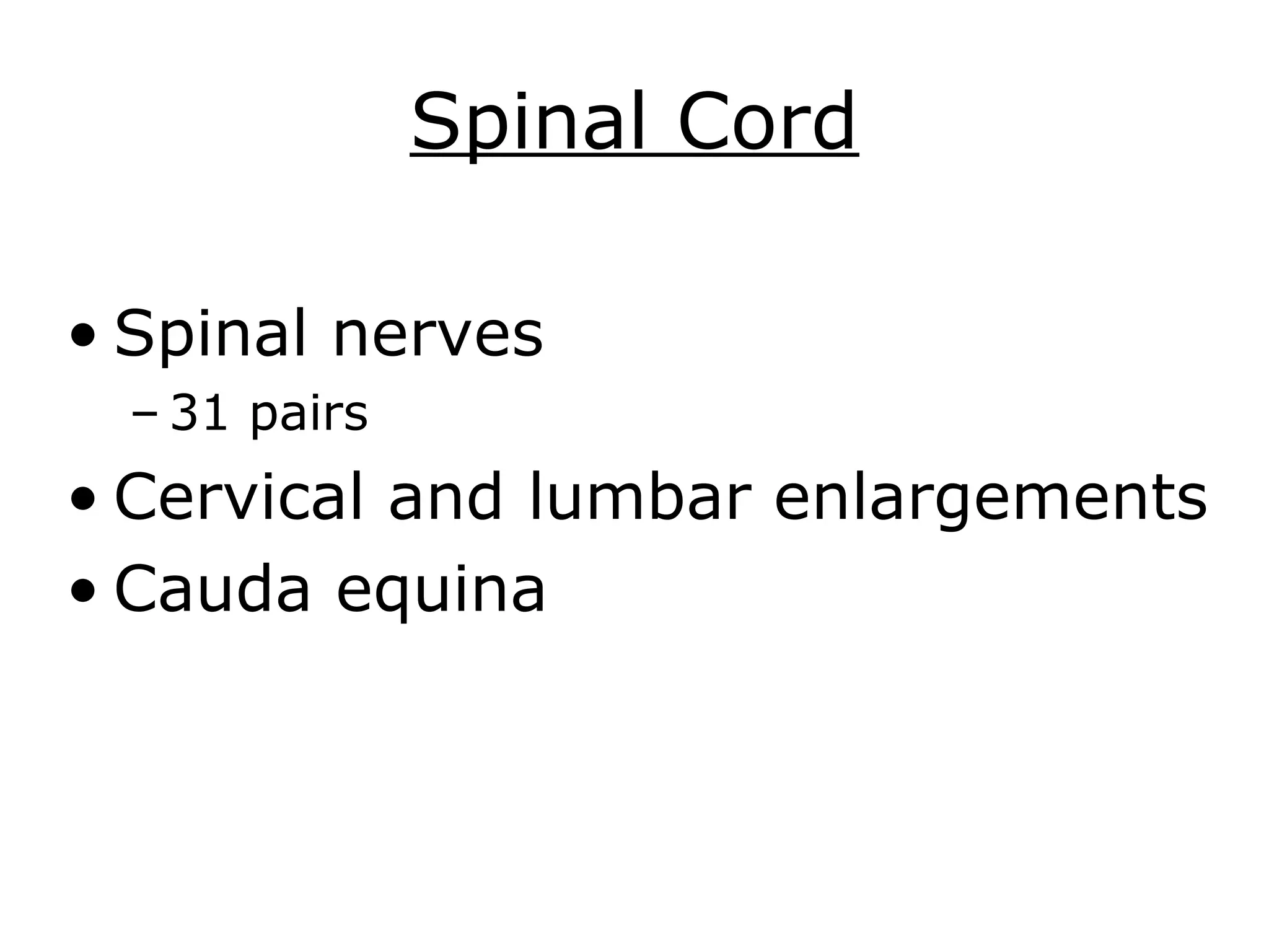 Spinal cord and spinal nerves lab | PPT
