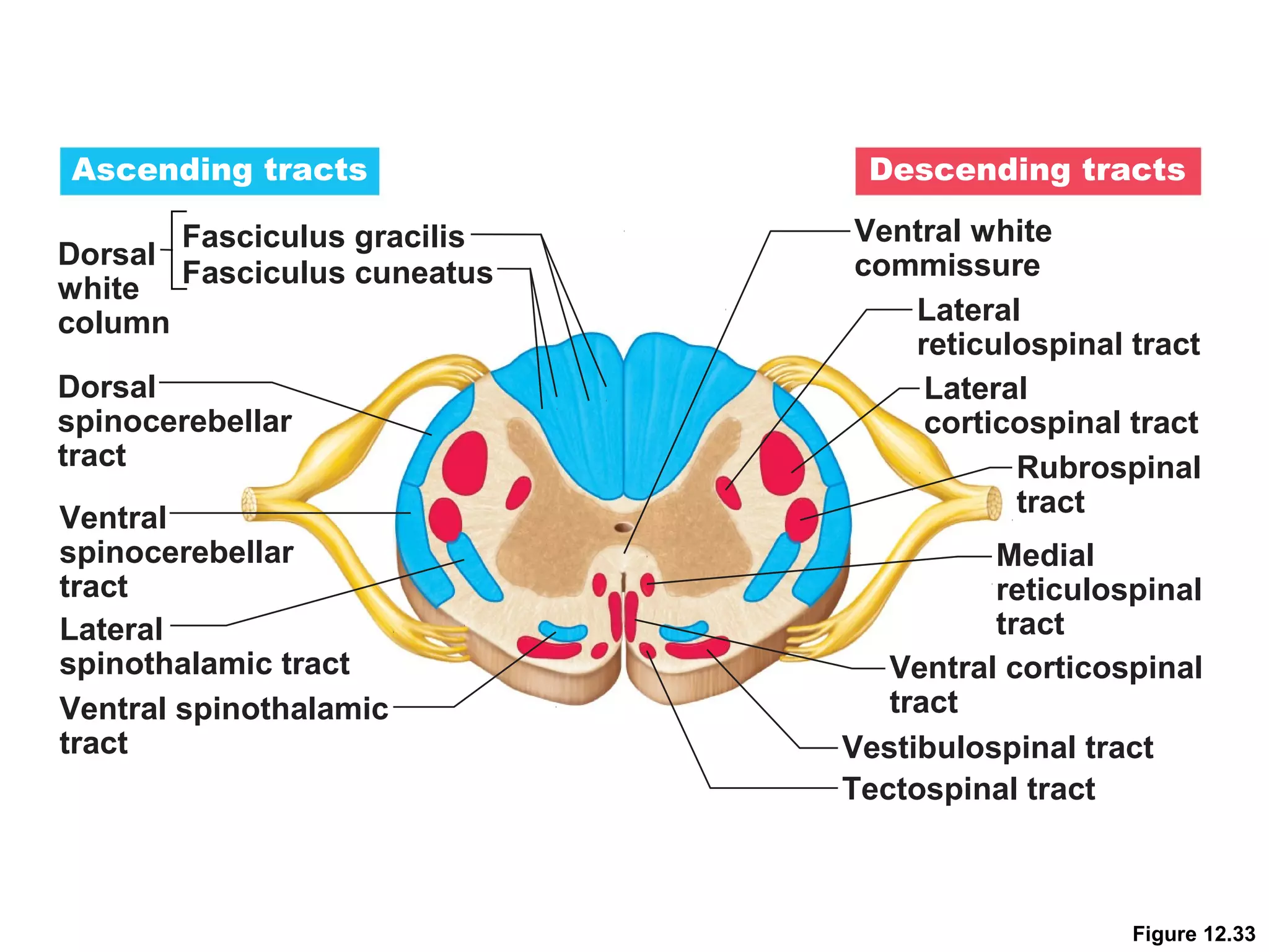 Spinal cord and spinal nerves lab | PPT