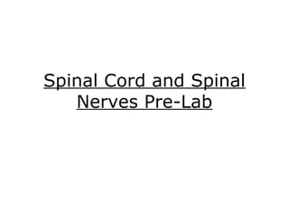 Spinal cord and spinal nerves lab | PPT
