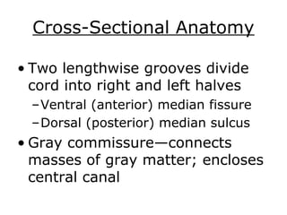 Spinal cord and spinal nerves lab | PPT