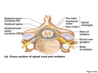 Spinal cord and spinal nerves lab | PPT