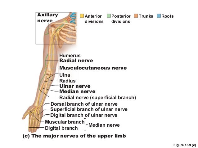 Spinal cord and spinal nerves lab