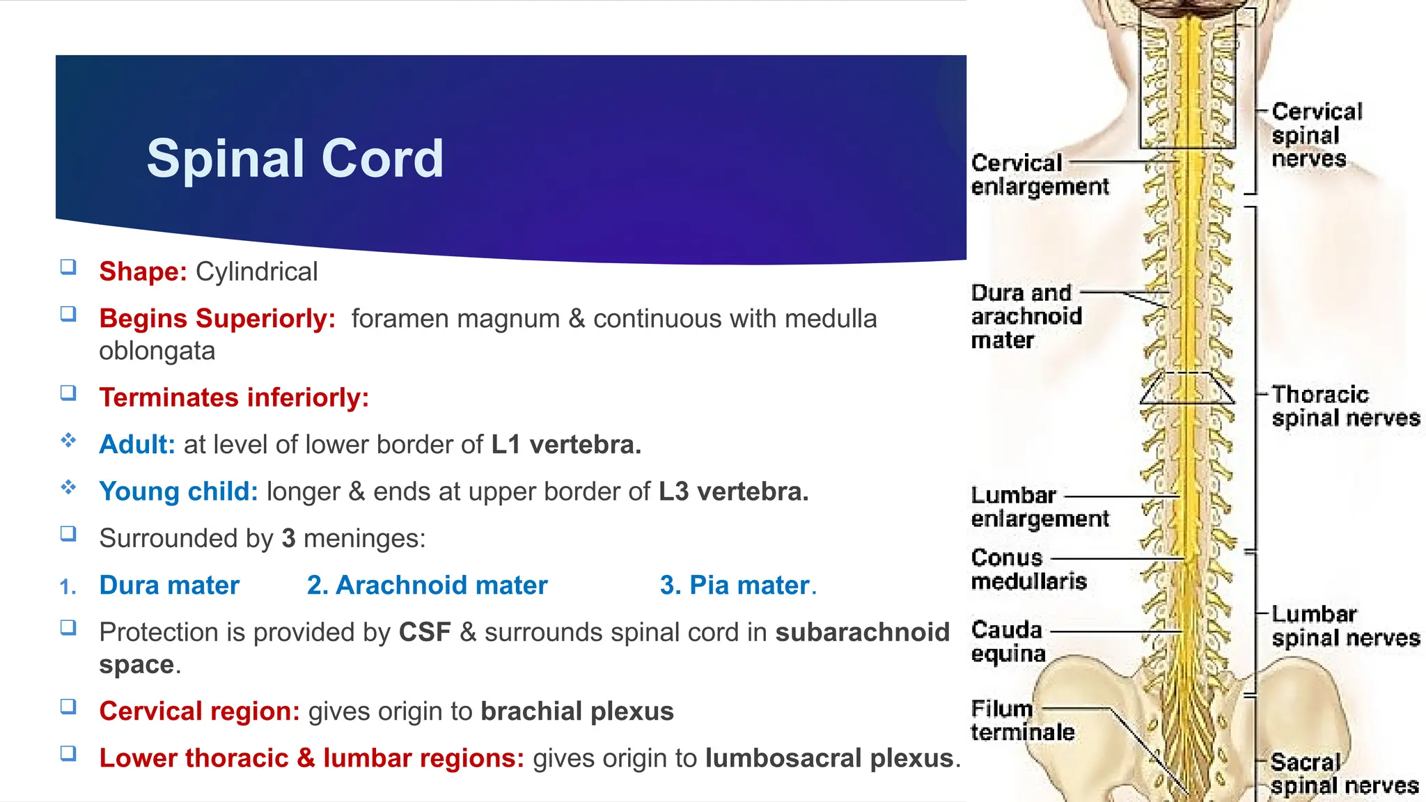 Spinal Cord and Vertebral Canal by Dr. Rabia Inam Gandapore.pptx