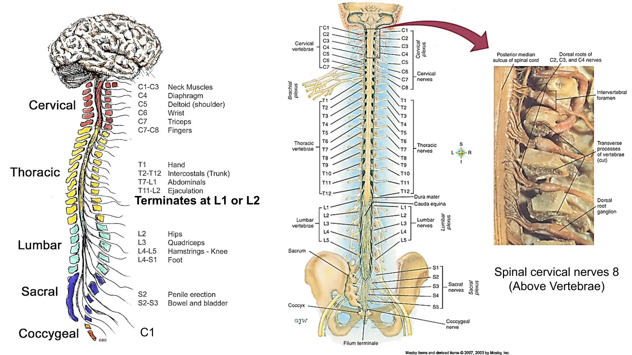 Spinal Cord and Vertebral Canal by Dr. Rabia Inam Gandapore.pptx