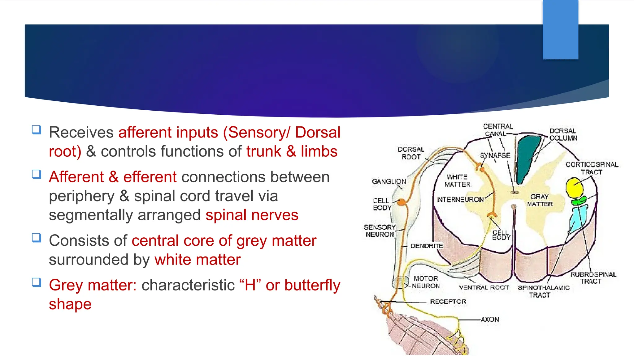 Spinal Cord and Vertebral Canal by Dr. Rabia Inam Gandapore.pptx