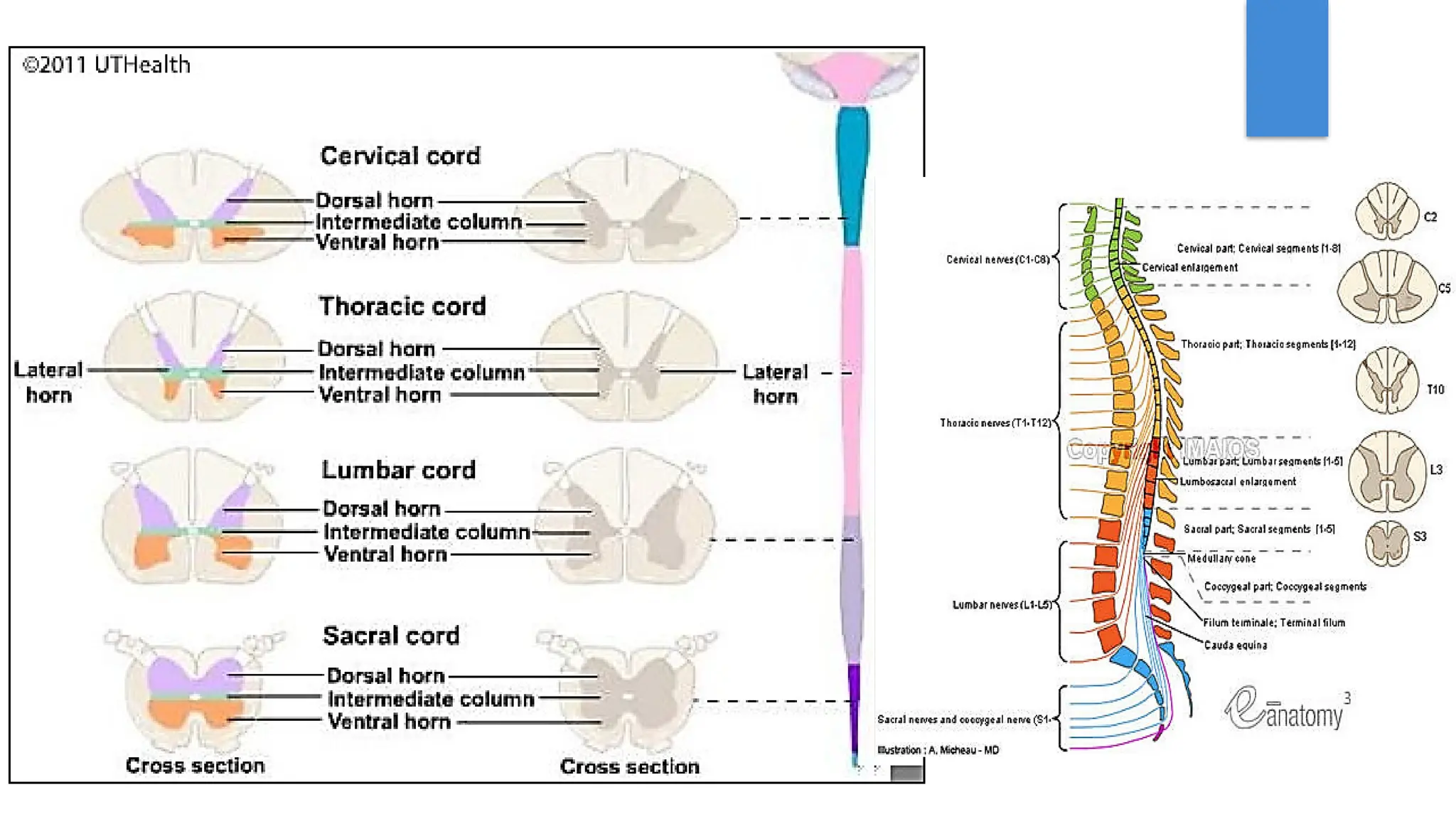Spinal Cord and Vertebral Canal by Dr. Rabia Inam Gandapore.pptx