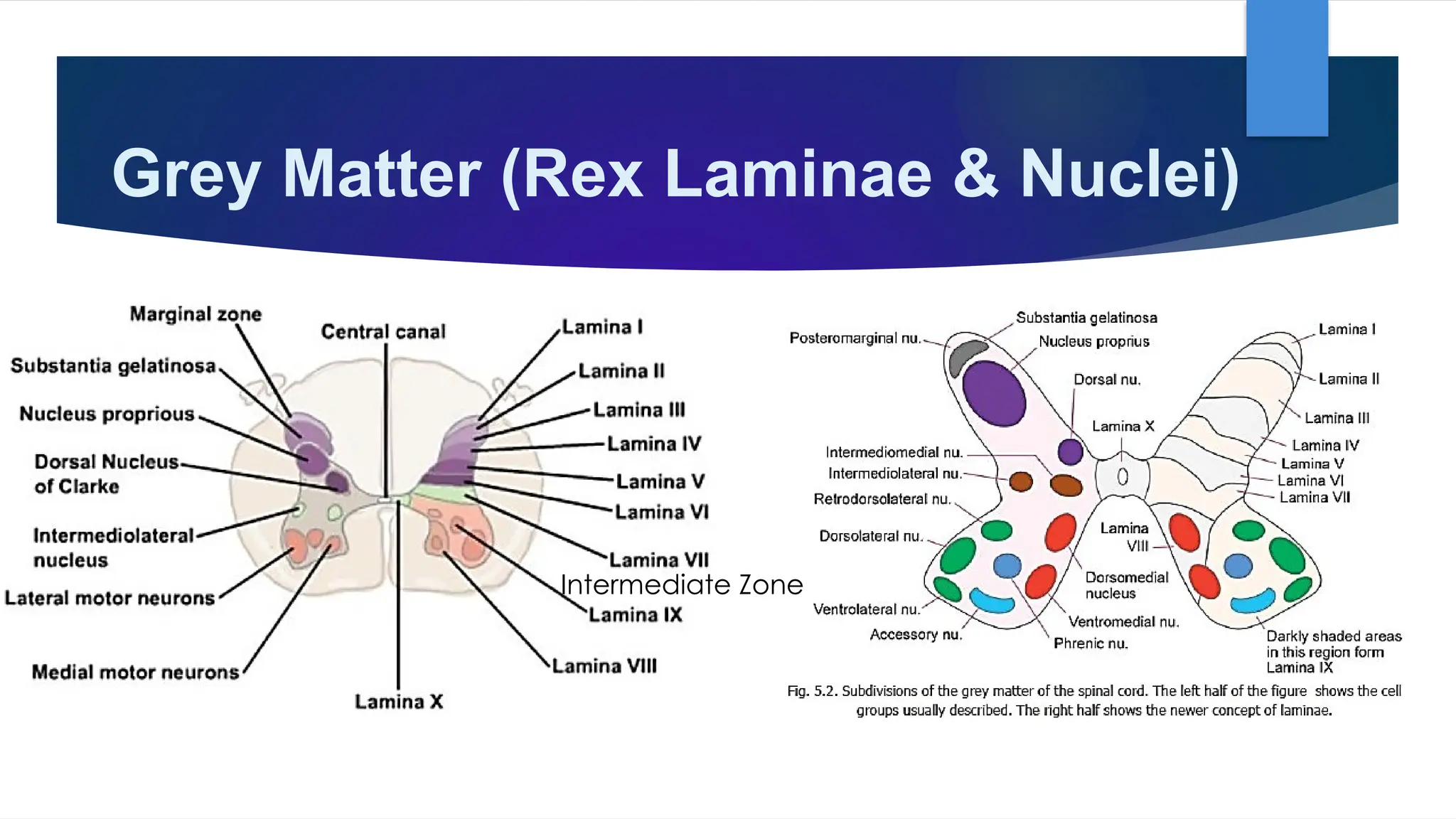 Spinal Cord and Vertebral Canal by Dr. Rabia Inam Gandapore.pptx