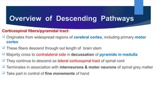 Spinal Cord and Vertebral Canal by Dr. Rabia Inam Gandapore.pptx