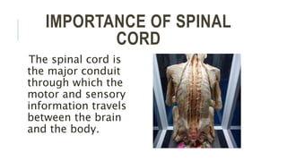 spinal cord anushka.pptx - BY ANUSHKA - MBBS 1ST YR | PPT