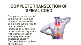 spinal cord anushka.pptx - BY ANUSHKA - MBBS 1ST YR | PPT