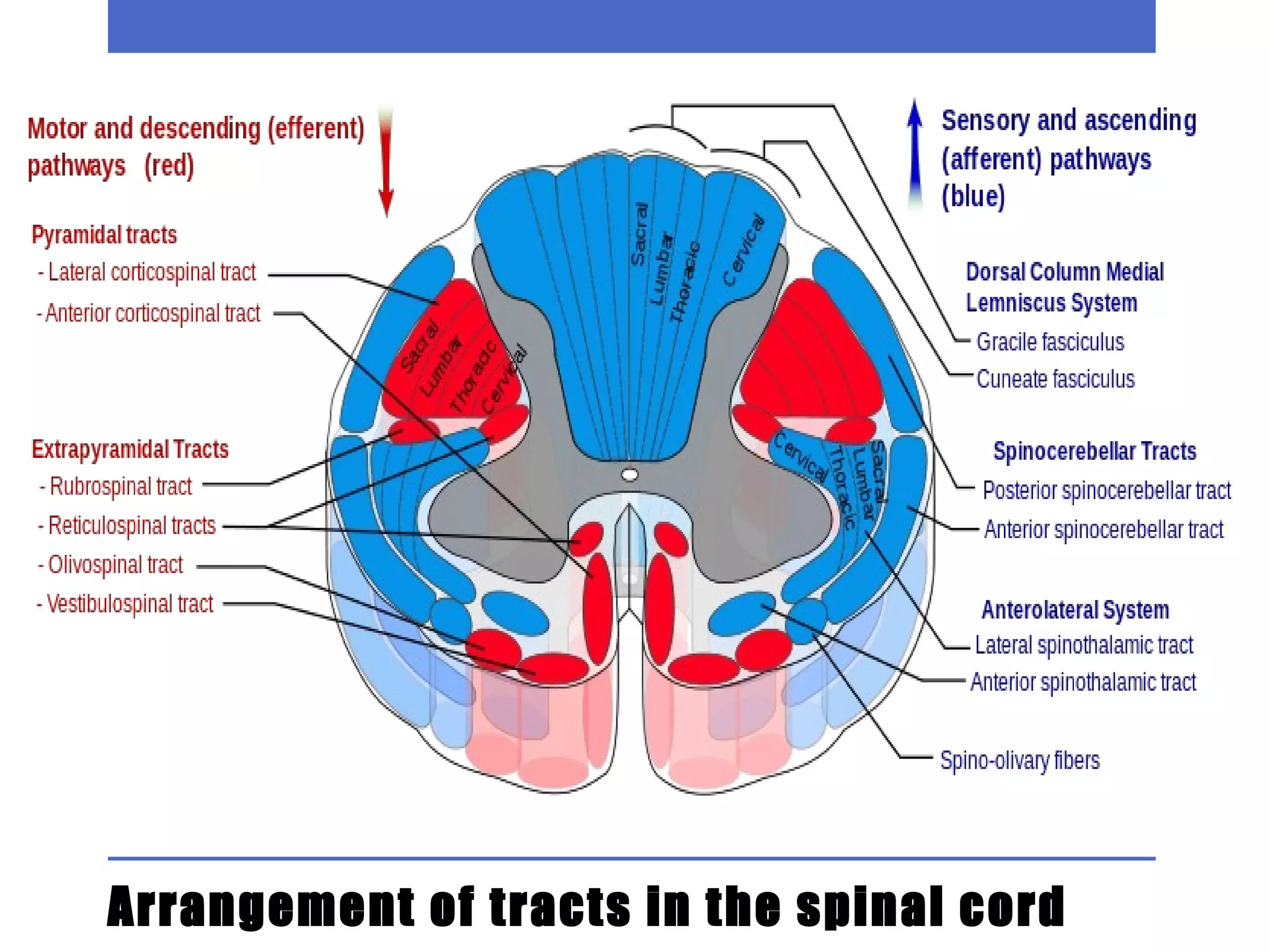 Diseases of Spinal Cord | PPT