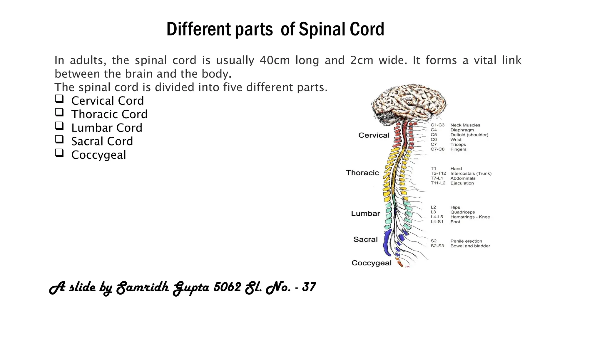Spinal Cord bio presentation which tells us how body works | PPT