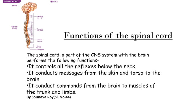 Spinal Cord bio presentation which tells us how body works | PPT