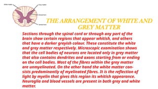 Spinal Cord bio presentation which tells us how body works | PPTX