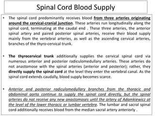 Spinal cord blood supply | PPTX | Death, Injury, or Military Conflict ...
