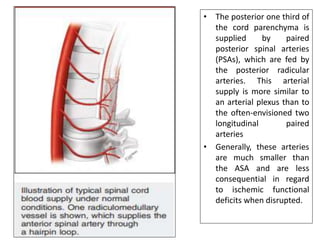 Spinal cord blood supply | PPTX