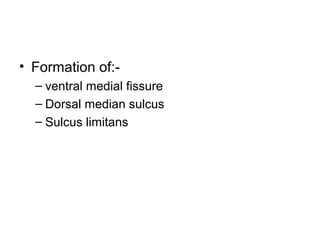 Spinal cord& brainstem | PPT